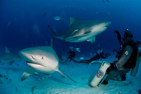 Top Scuba Diving Tours in Cancun | Solo Buceo Dive Shop